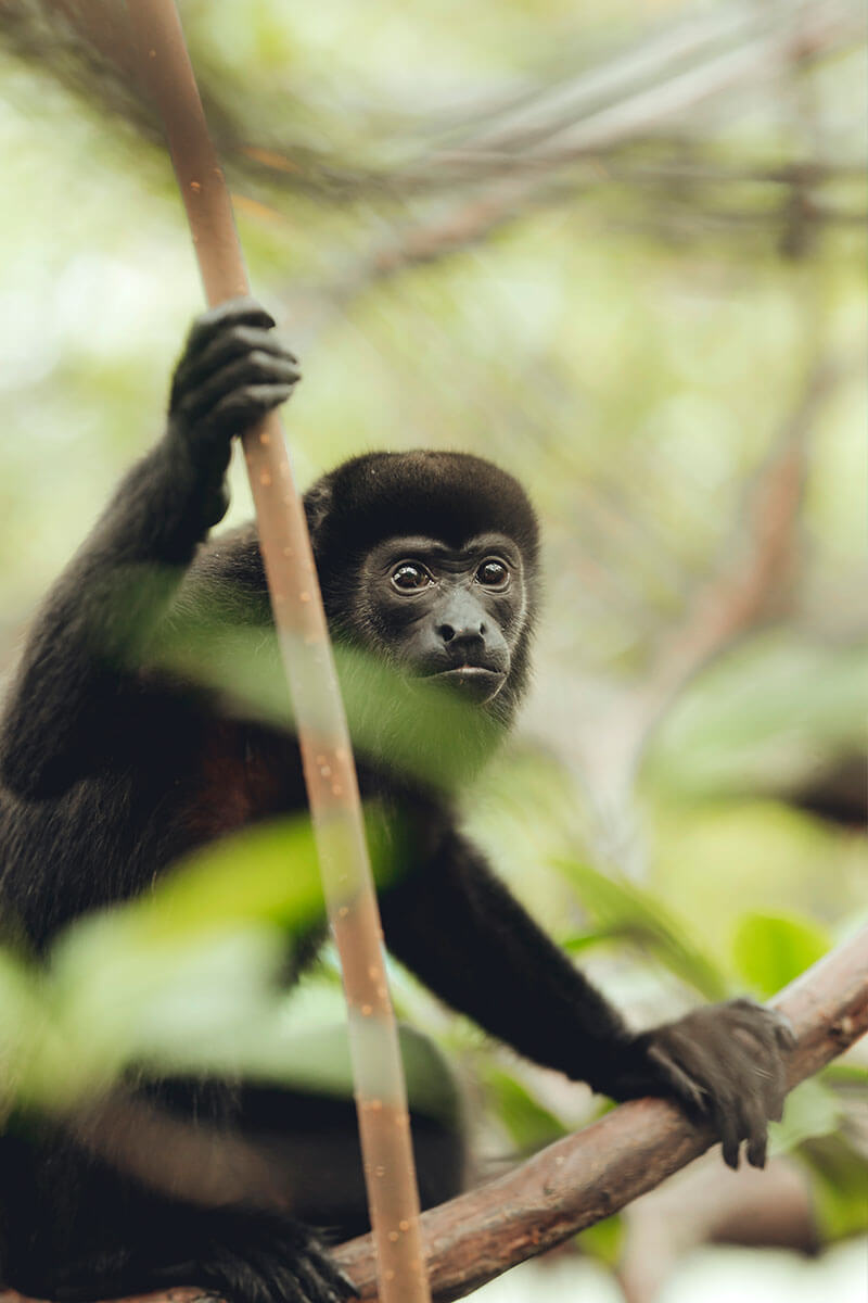 Home - Urraca Monkey Island