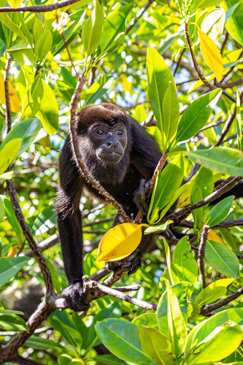 About The Biodiversity - Urraca Monkey Island