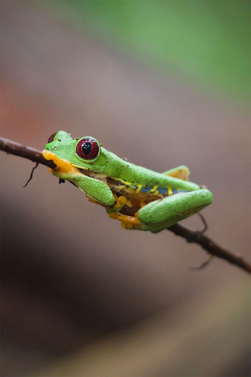 Red-eyed tree frog & sloths trek Ngäbe-Guided nature hike - Urraca ...